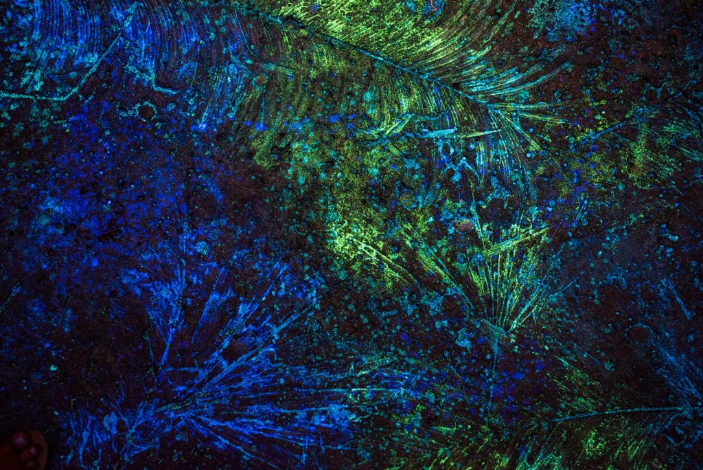 The Animal Kingdom at Night - The Bucket List Narratives