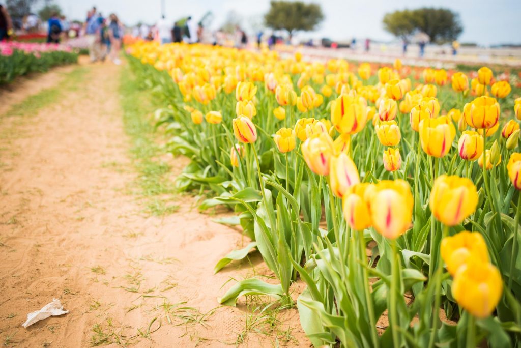 Texas Tulip Fields - The Bucket List Narratives